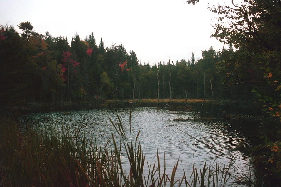 The Pond - Katie Switzer