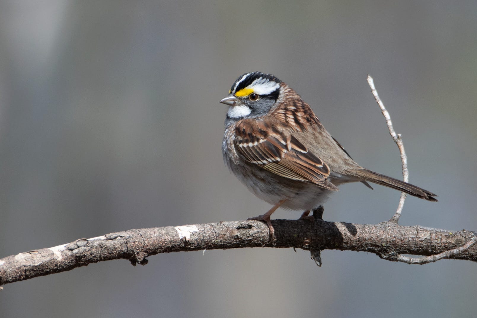 Bird Topography: The Head - Birding University