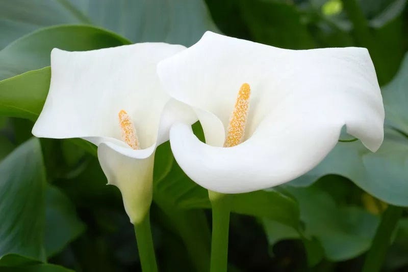 Calla Lily Flower Spiritual Meaning and Symbolism