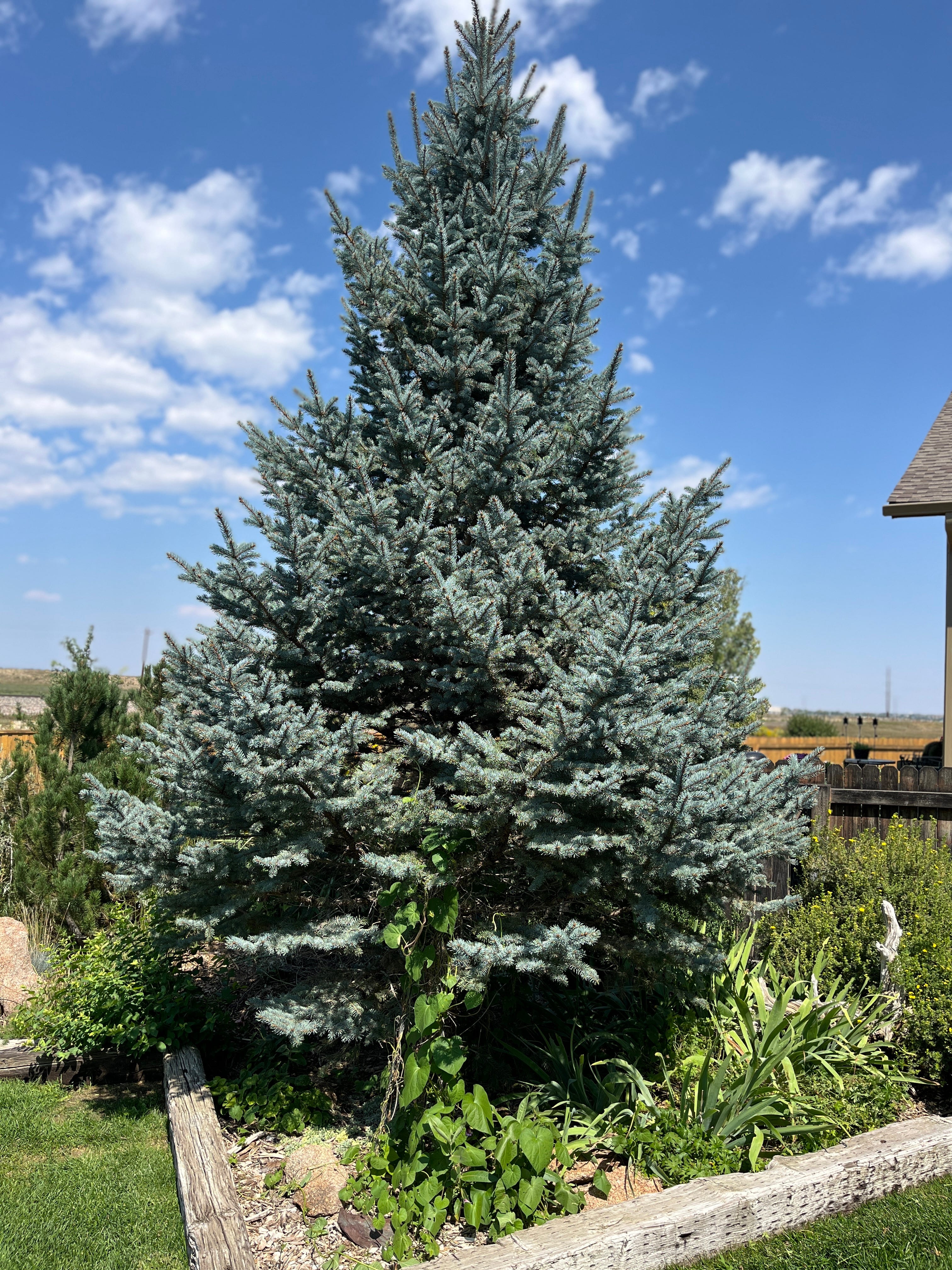Falling in Love with Conifers - by Paulo Munera