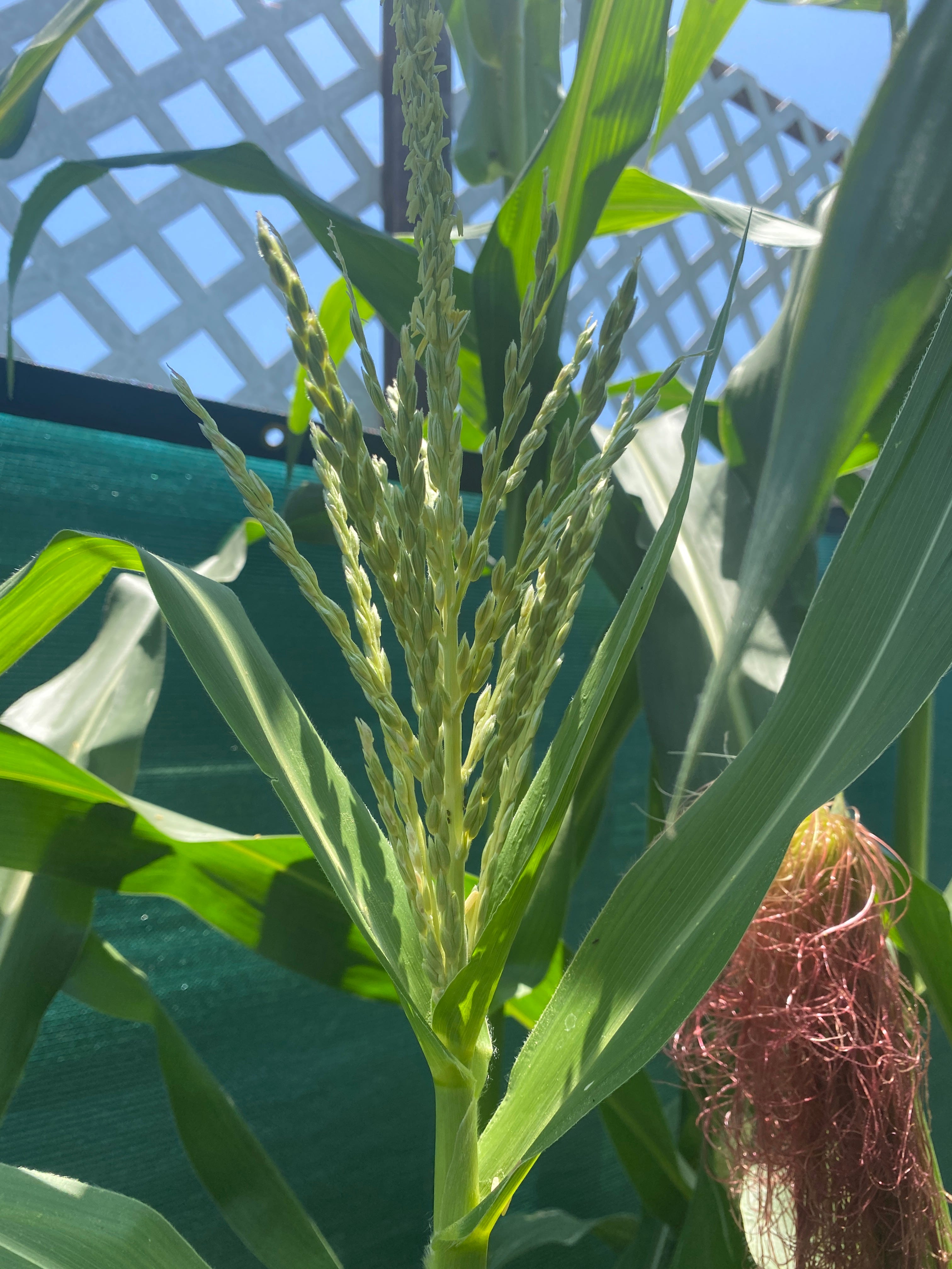 How I'm Growing Blue Corn - by Mina Nada - Source of Flavor