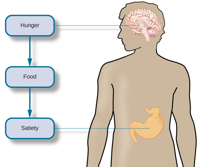 The Hormones Behind Hunger, Fullness, and Overeating