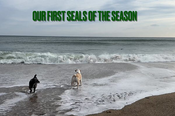 Tom Ryan, Author | Substack