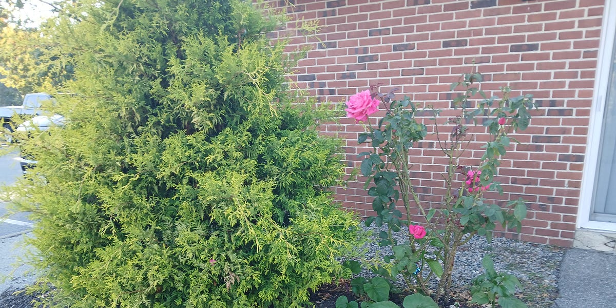 The Rose Bush - by Rosalie Tirella - InCity Times/CECELIA