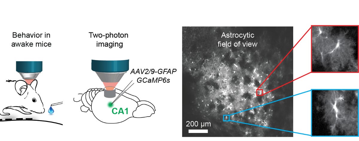 I Never Meant to Study the Brainstem - by Peter Rupprecht