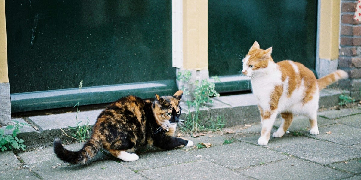 IGA and Directory Services - by Brian Iverson