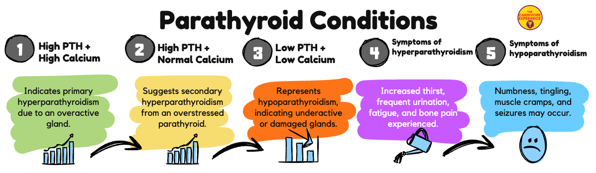 Parathyroid Glands: The Unsung Heroes of Your Calcium Economy