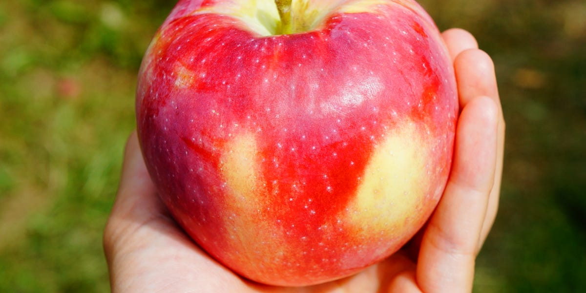 How a Single Seedling from Canada Grew into the Famous McIntosh Apple