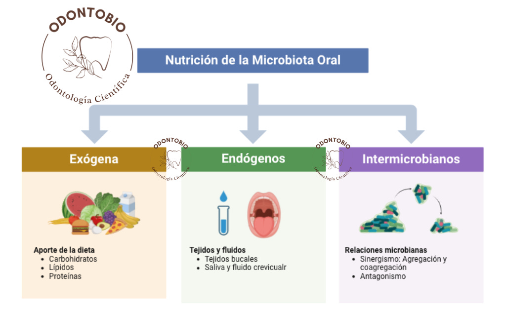 Nutrición De La Microbiota Oral By Odontobio