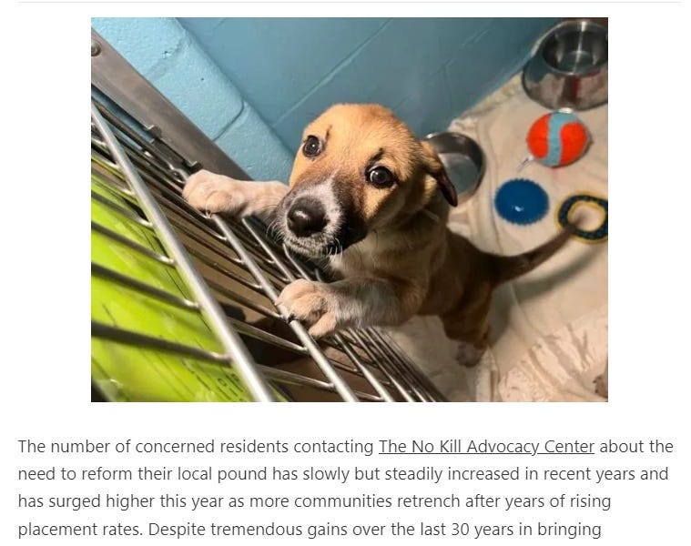 The No Kill Movement’s Capture - Nathan Winograd