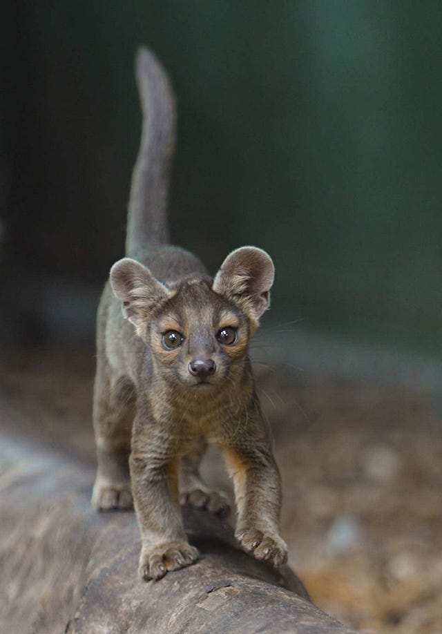 fossa dotty