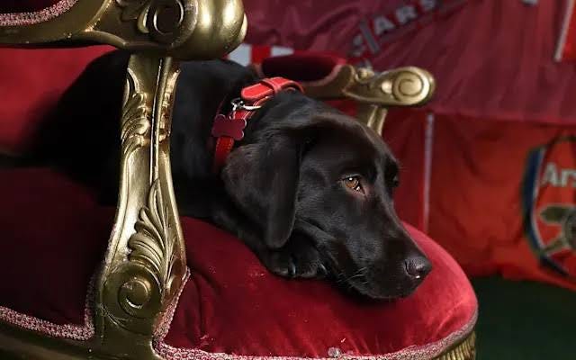 Misfiring Guns - Rory’s Substack