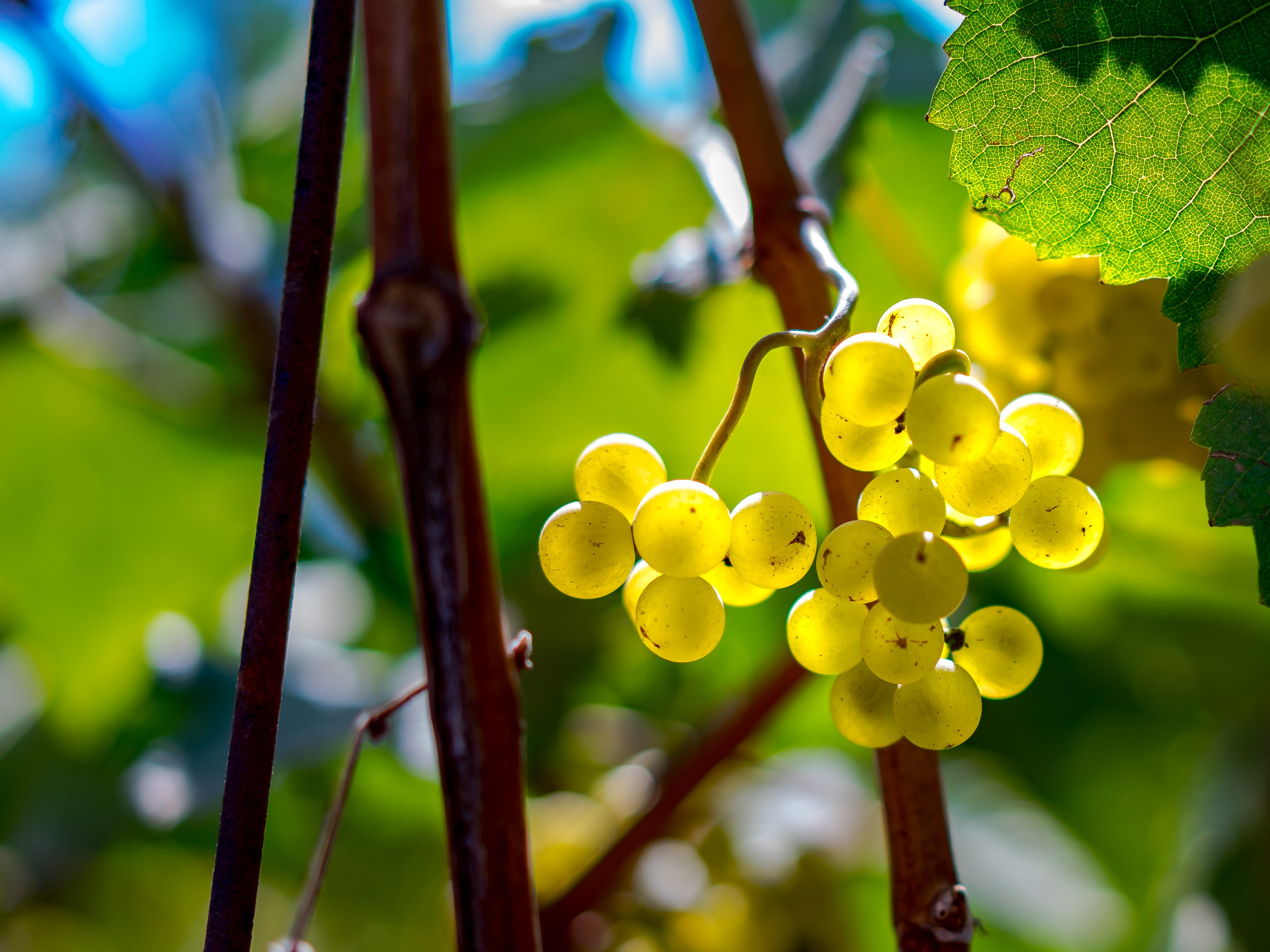 Wine Chronicles: When “Dry” Wine Isn’t Dry