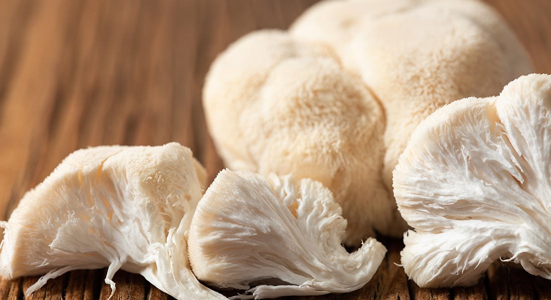 Lion's Main Mushrooms For Brain Health