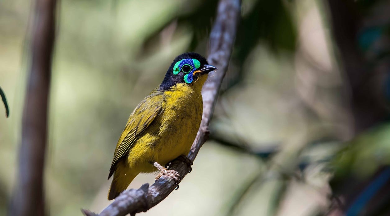 Part 1- Still Here / Almost Gone: Earth’s Species Ledger for 2025