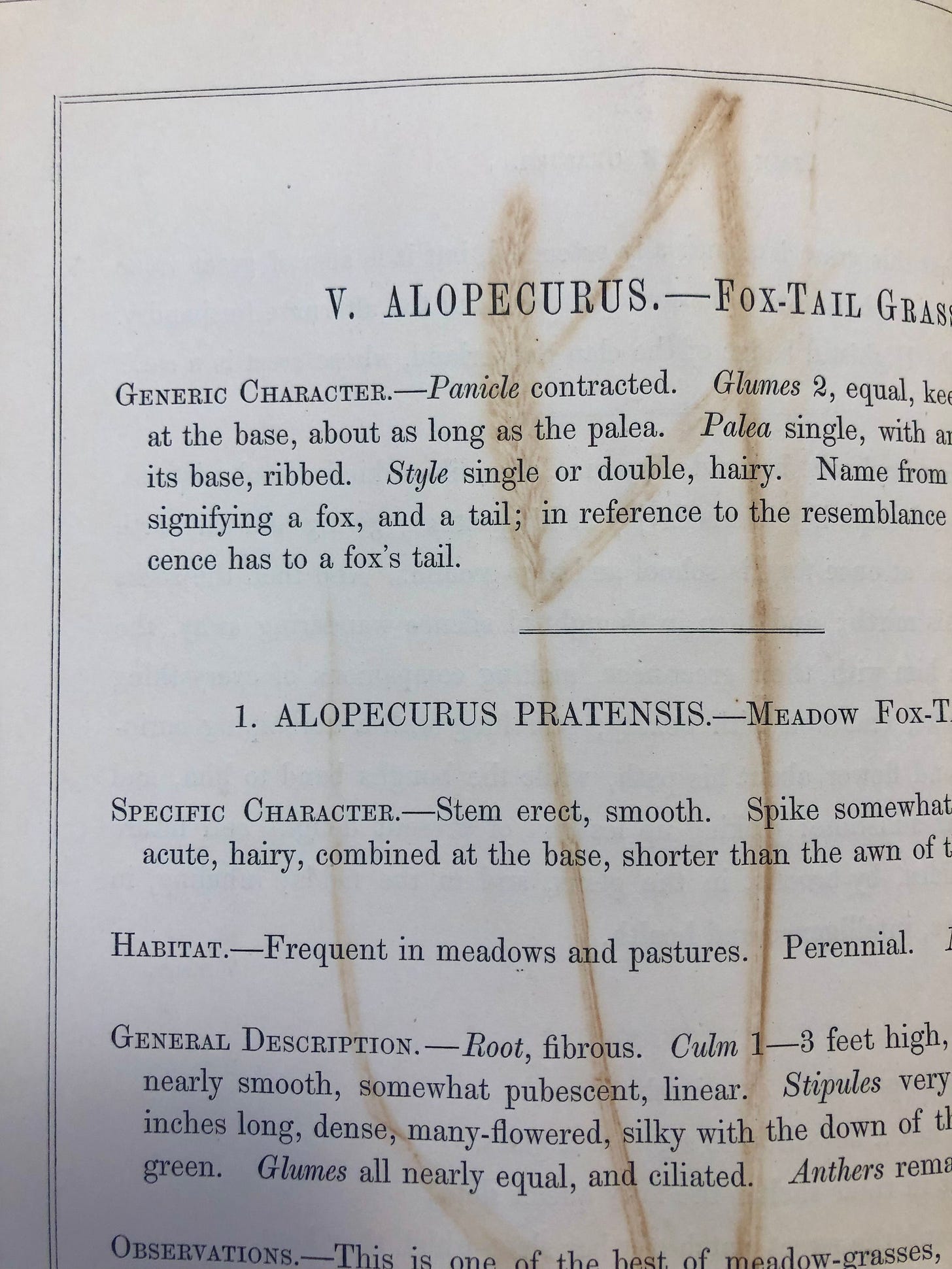 resemblance root word