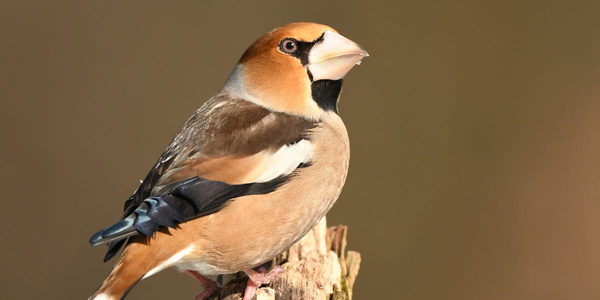 hawfinch flight