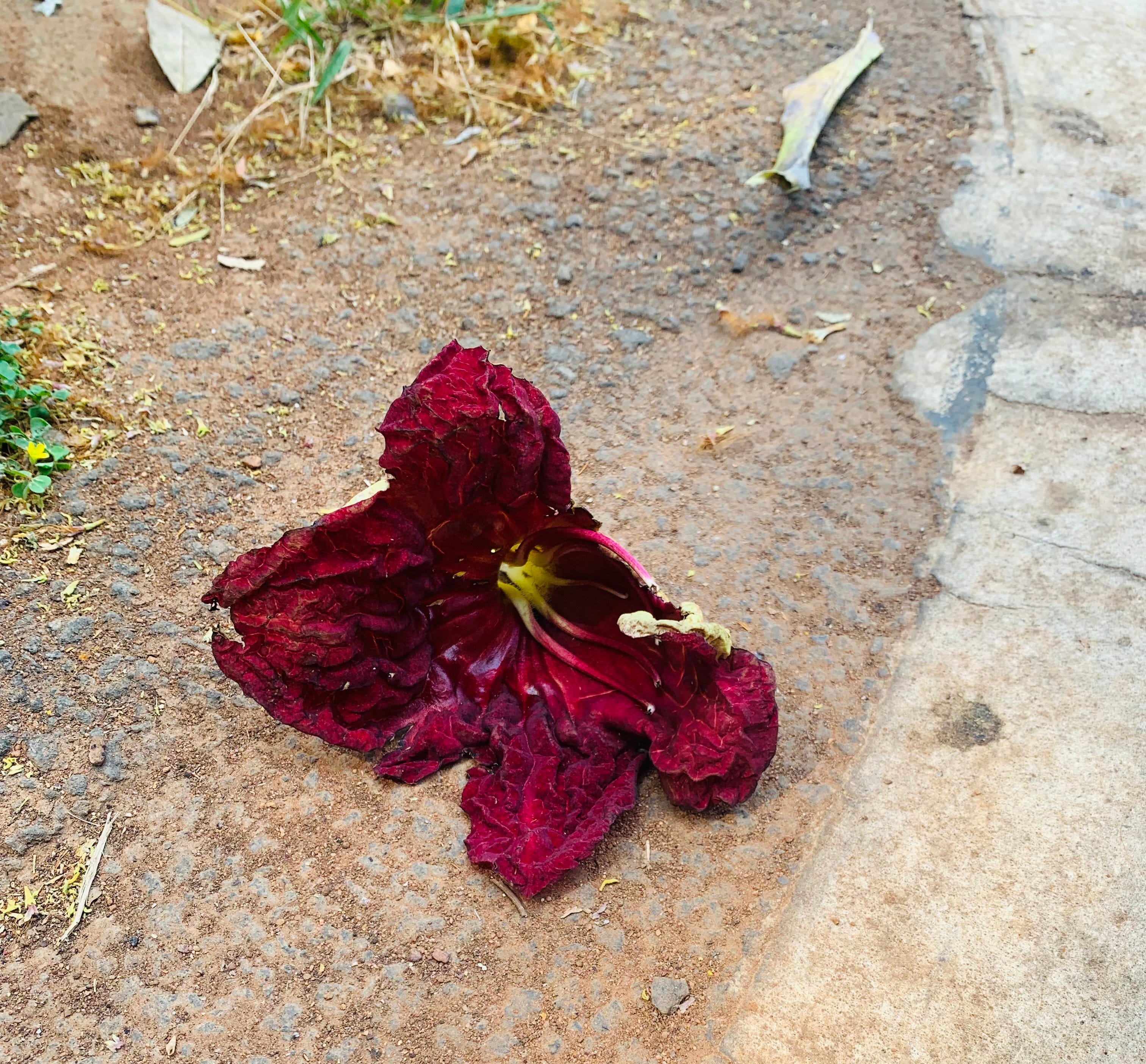 Priya Ramani | Substack