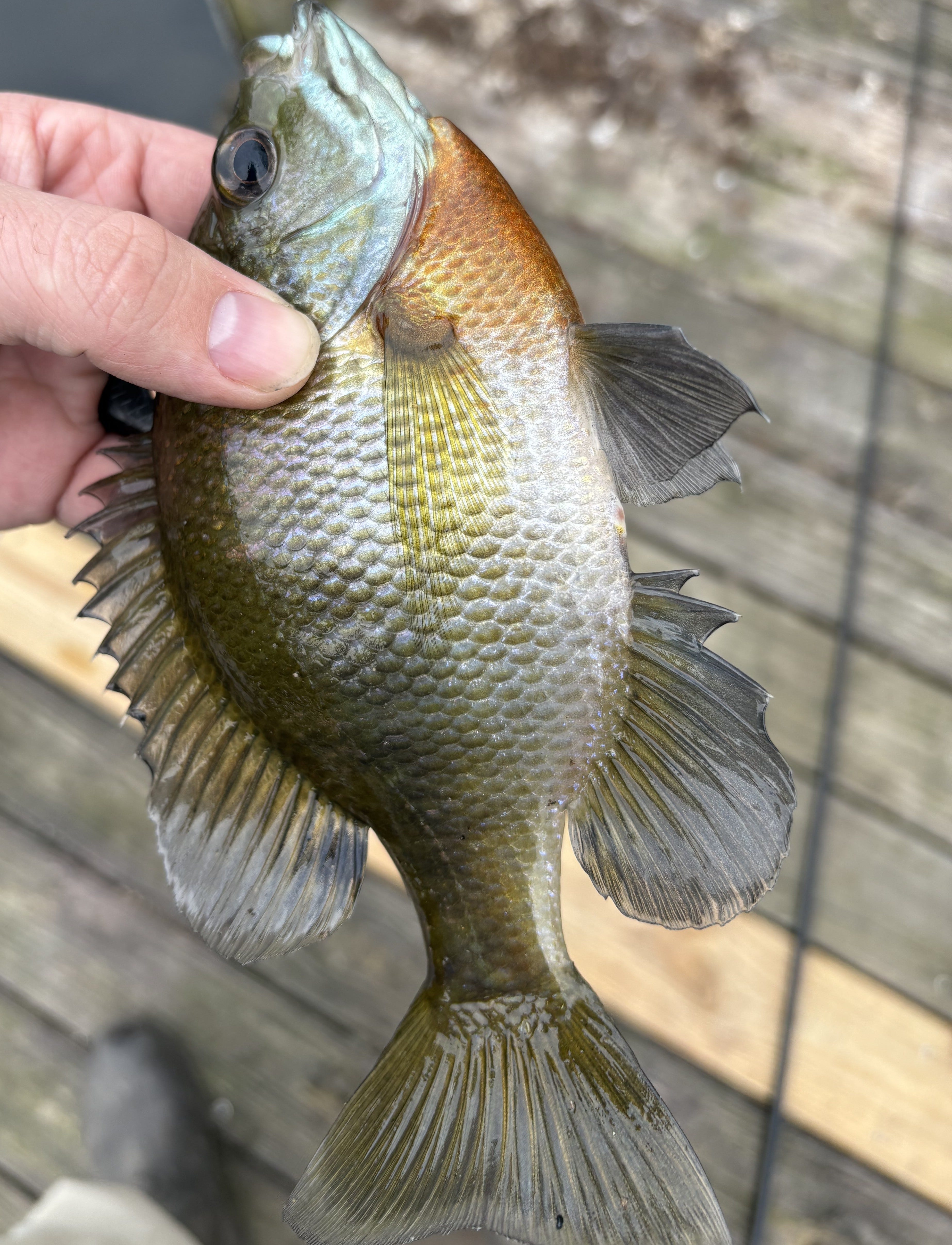 Jan 8th, 2026: GONE FISHIN' - by Samuel-Augustine