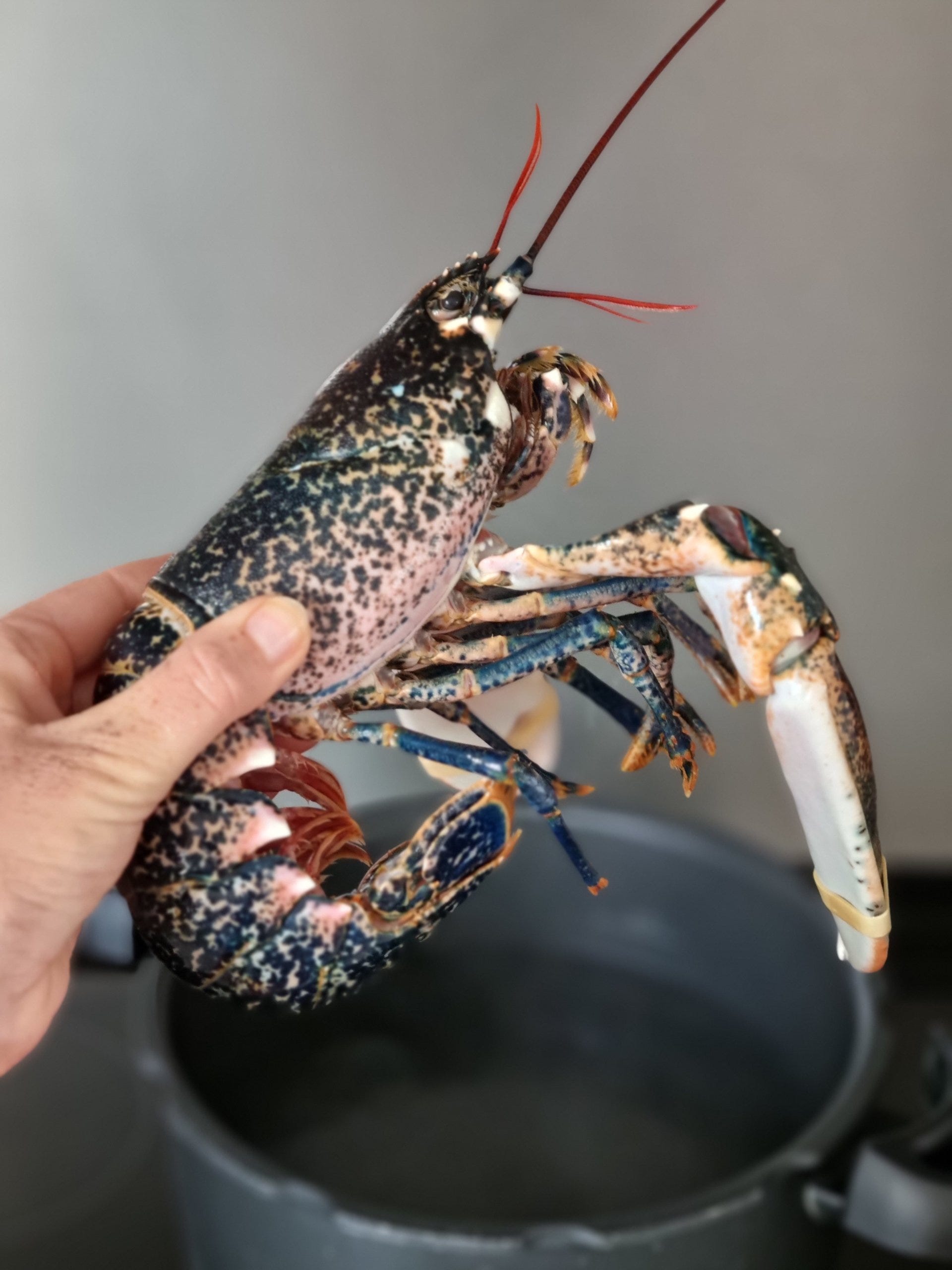 Comment cuisiner du homard breton pour Noël