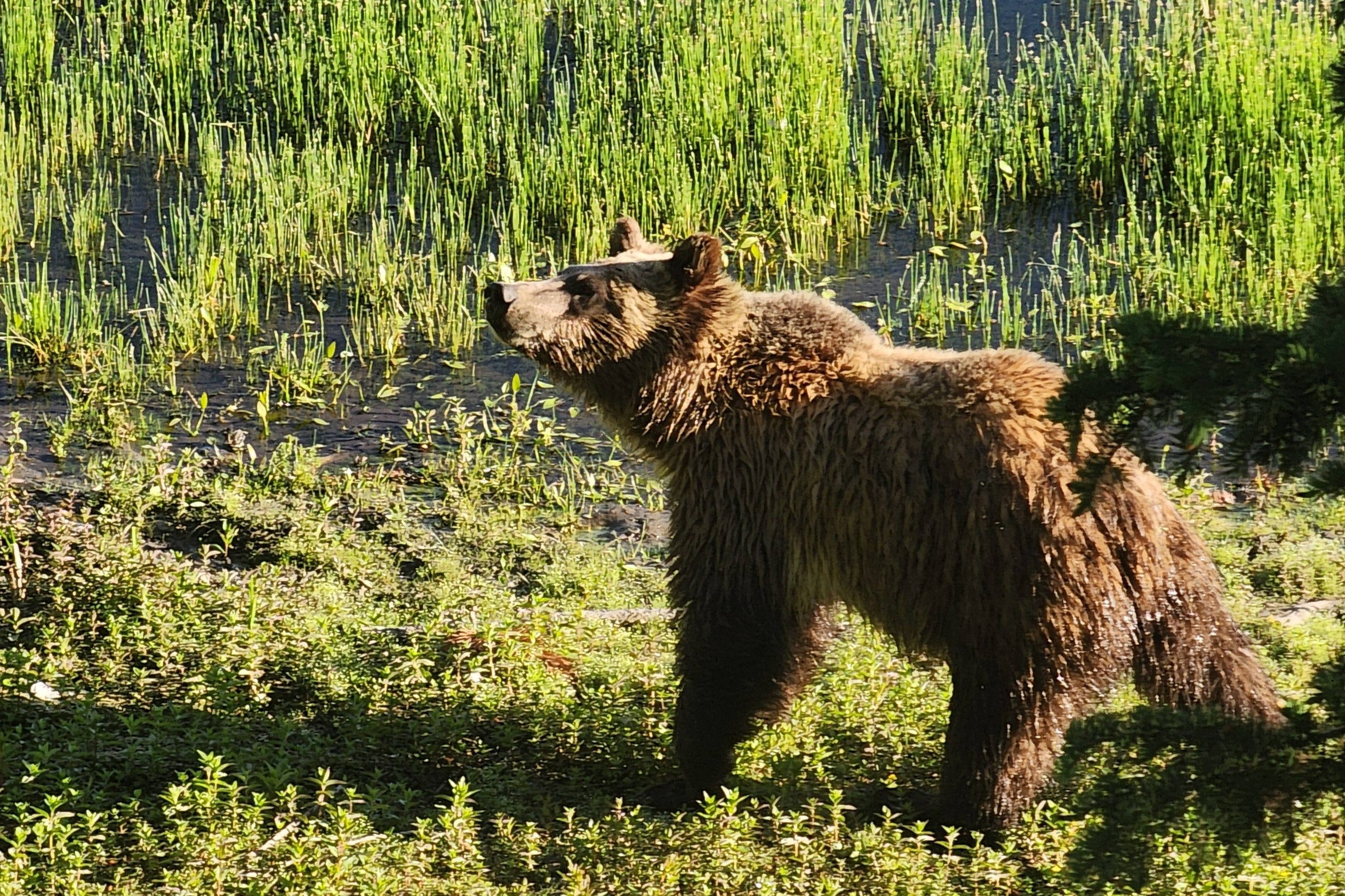 Defend the Roadless Rule, Protect Your National Forests