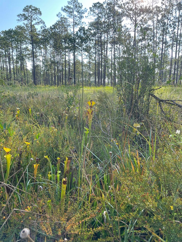 Bog vs. Fen - by Marie Burdett - The Foraged Fruit