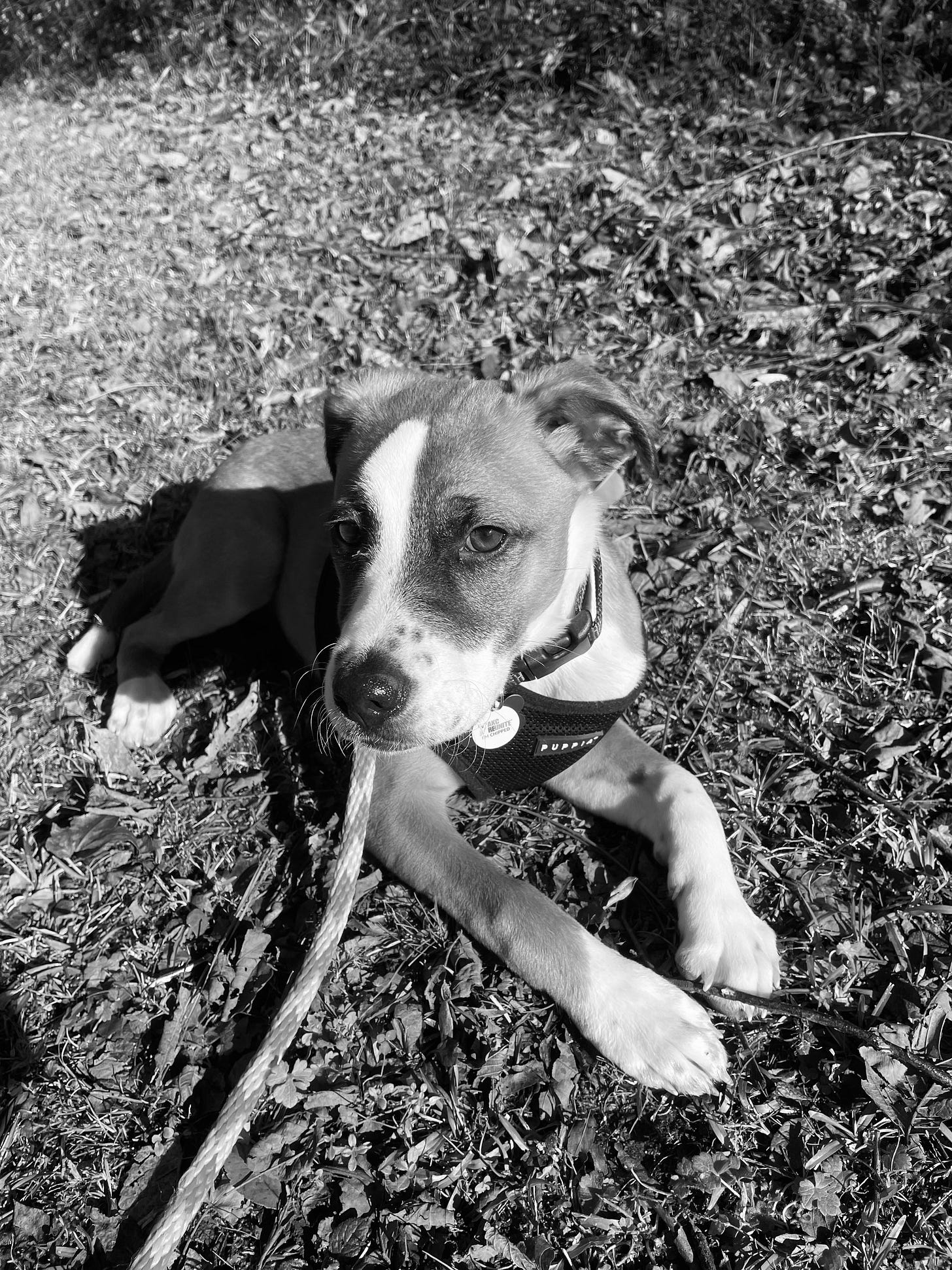 Mansion Worlds - by MC Taylor