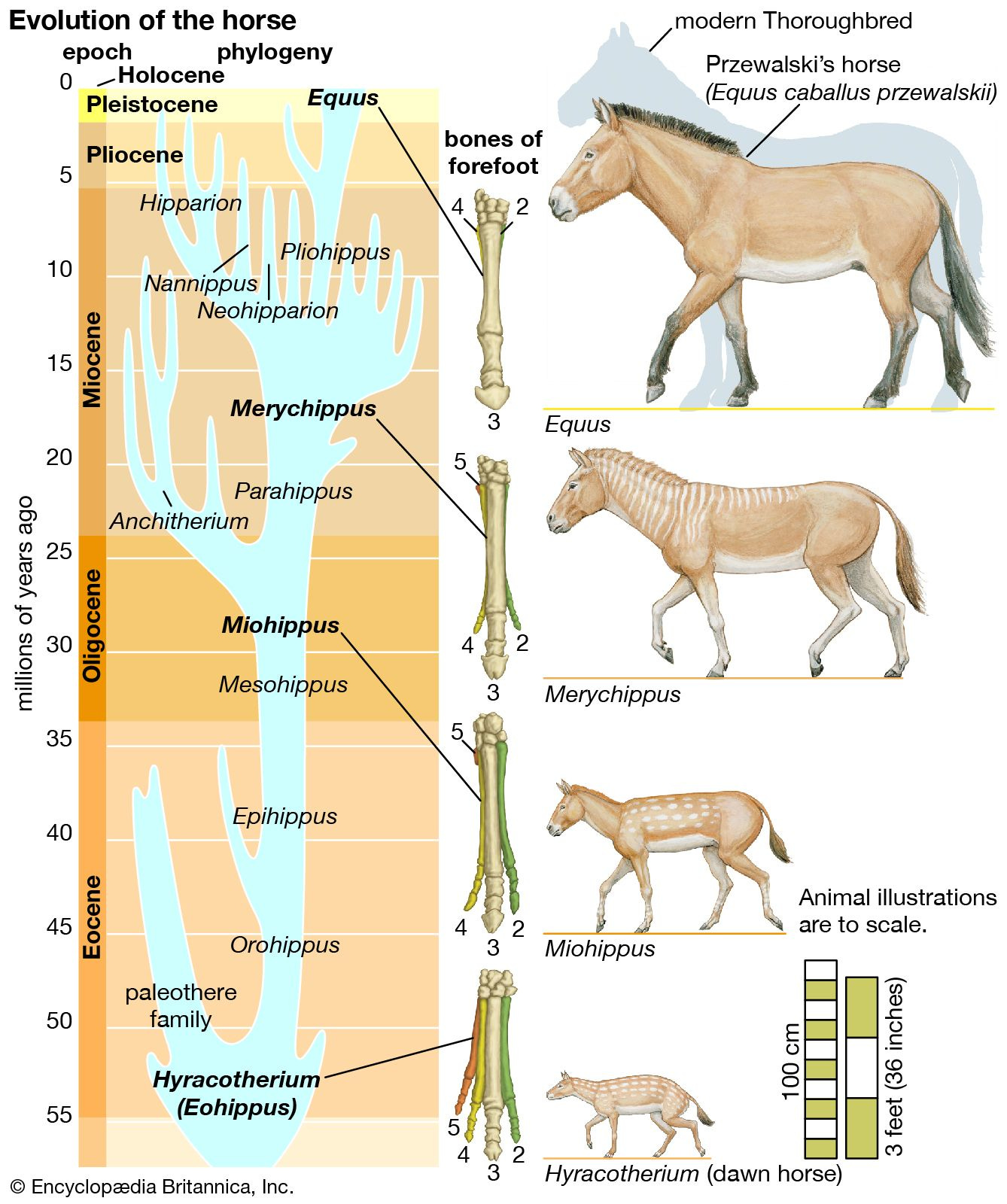 12 Things Everyone Should Know About Evolutionary Theory