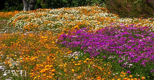 Shell’s Substack | Substack