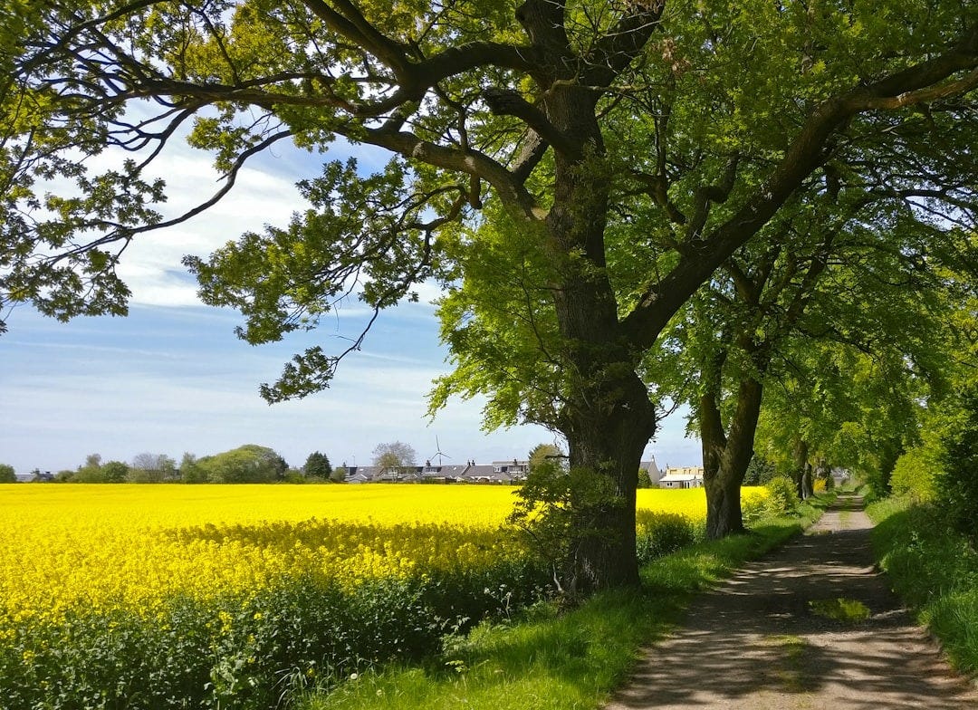 Be the Magic | Diane Pienta | Substack