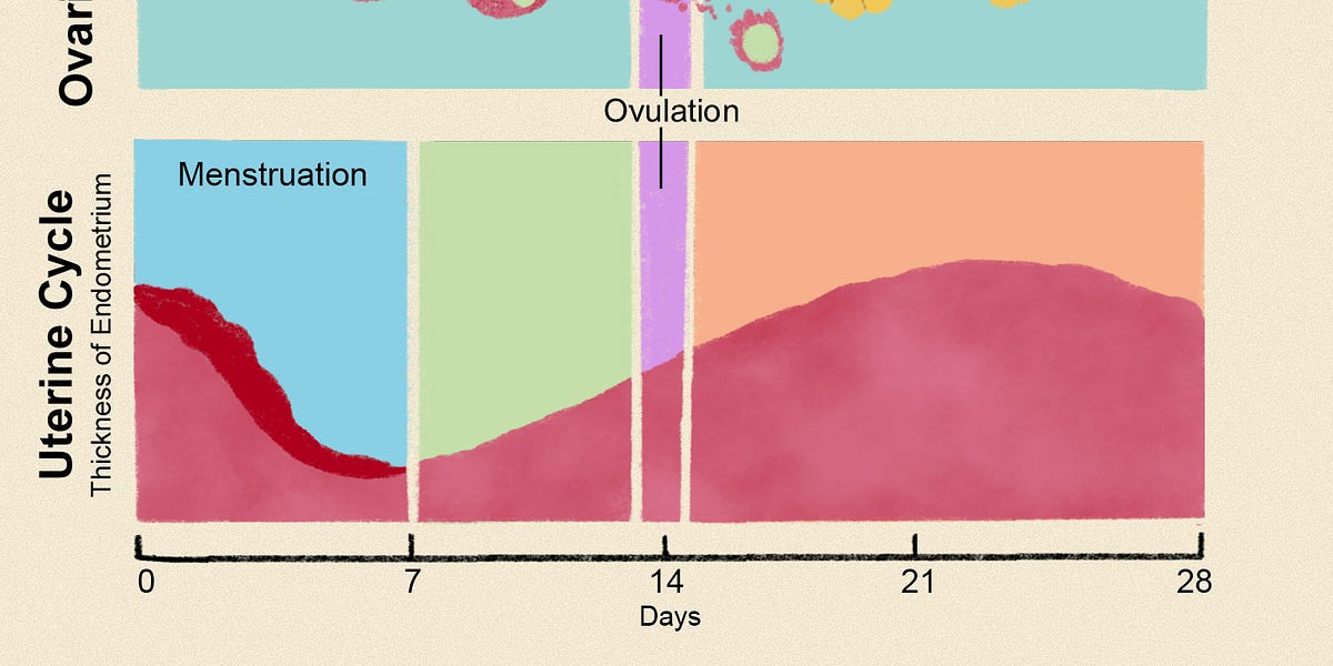 What everyone should know about periods