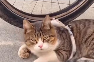 Fushigi Observer | Substack