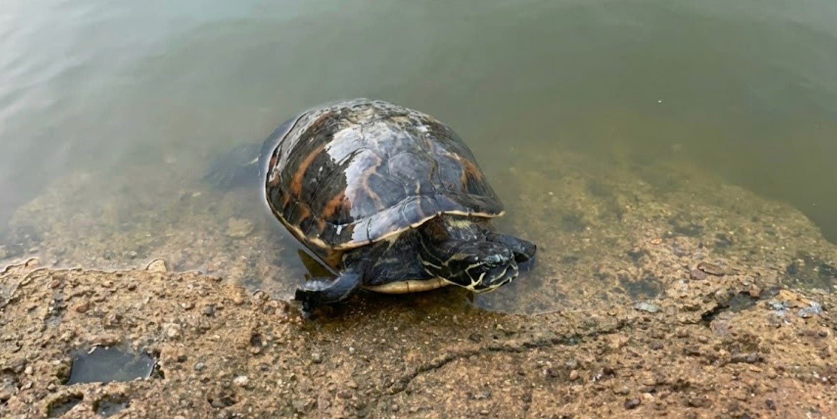 Turtles All the Way Down - by Derek Pharr - Chief Rabbit