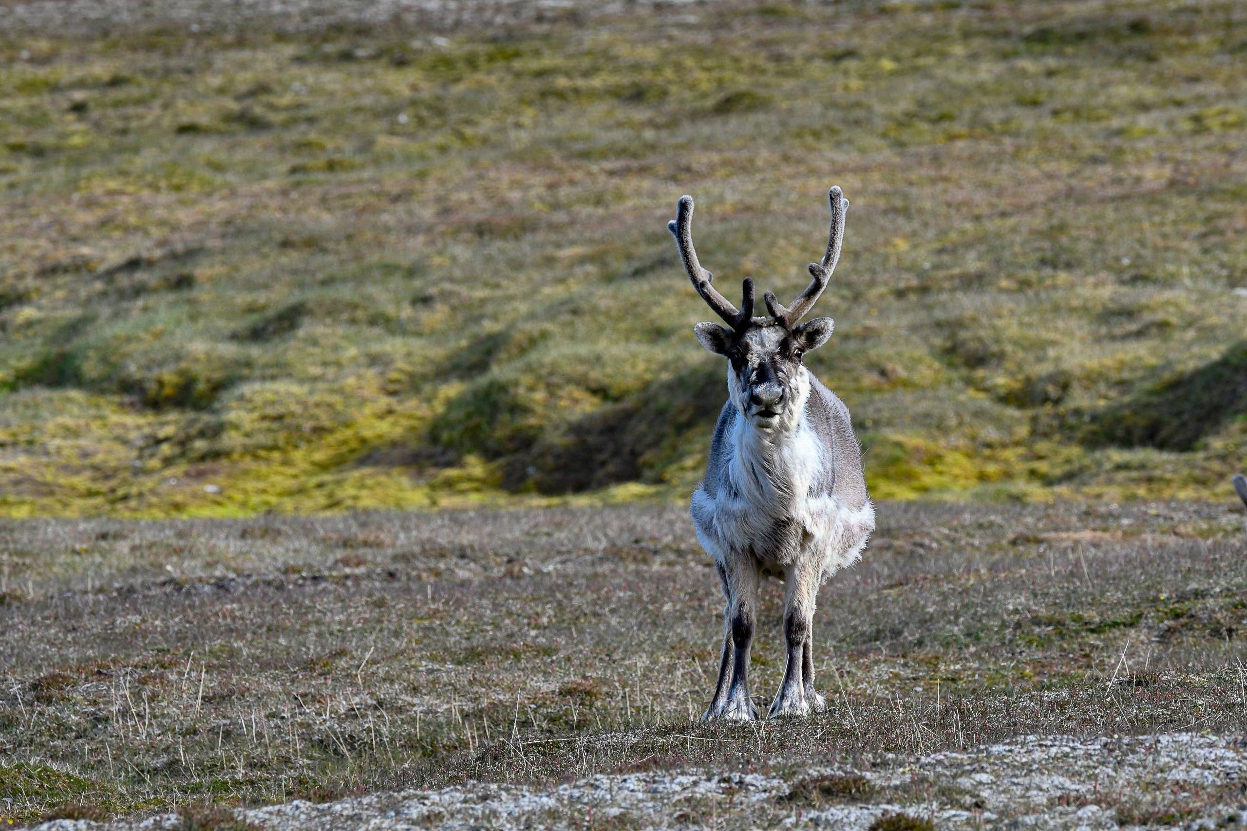Reindeer Games: The Real Story of Santa's Helpers