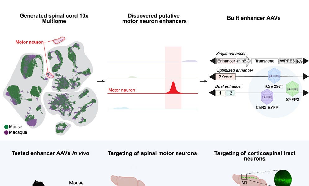 Breakthrough Gene Therapy Tool Illuminates Path to Treating ...