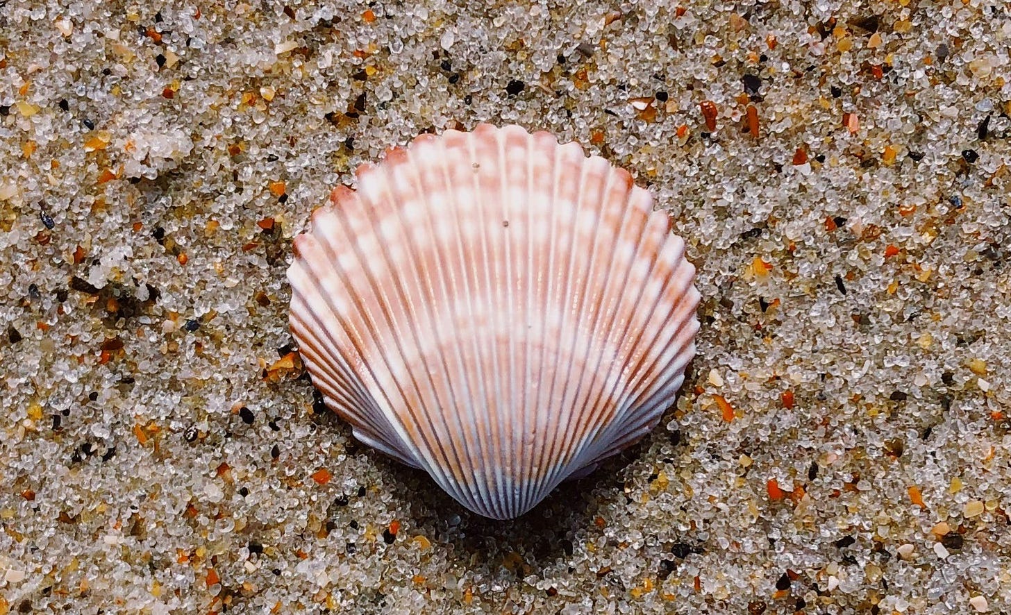 The Forgotten Symbolism of the Scallop Shell