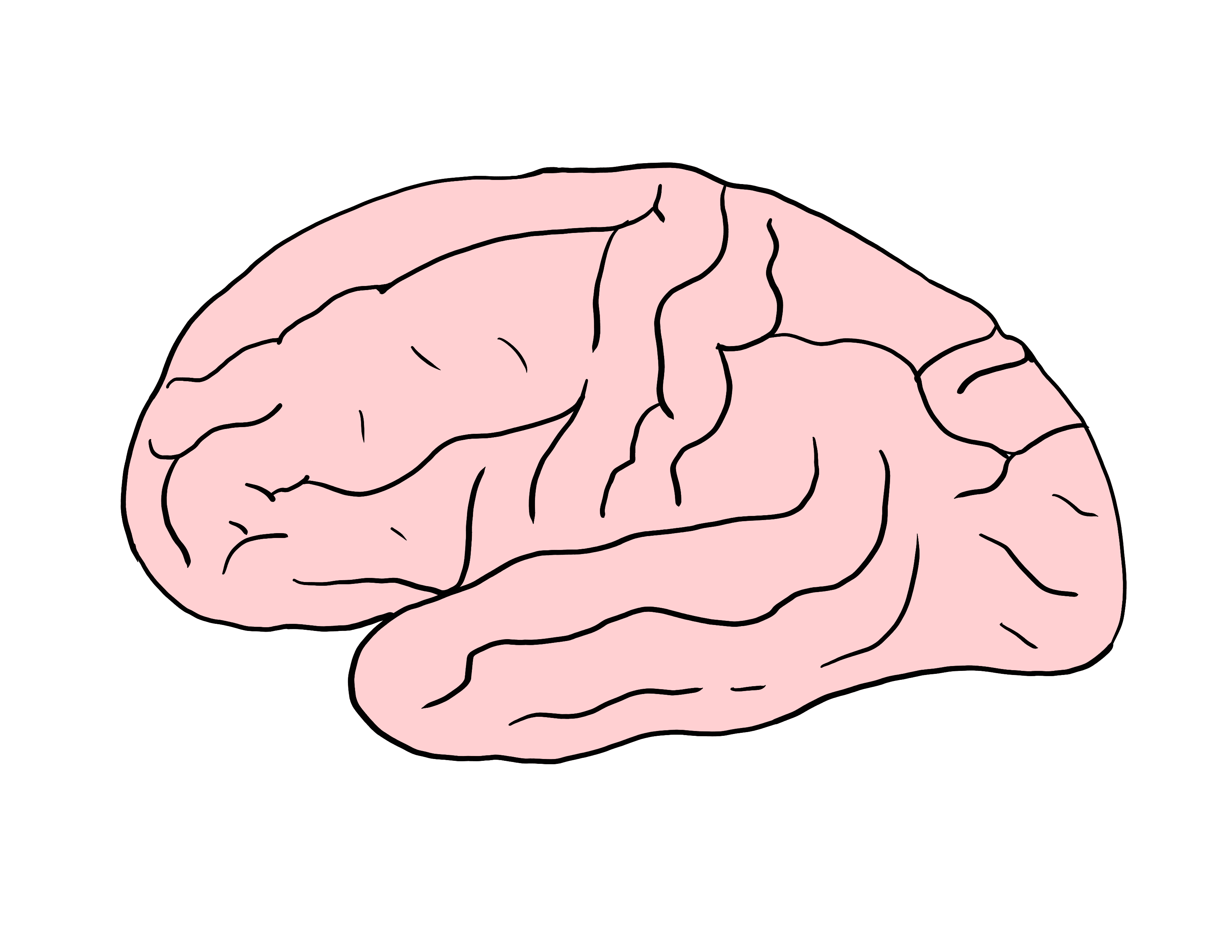 Inside the Brain's Wrinkles: A Guide to he Gyri, Sulci and What Happens ...