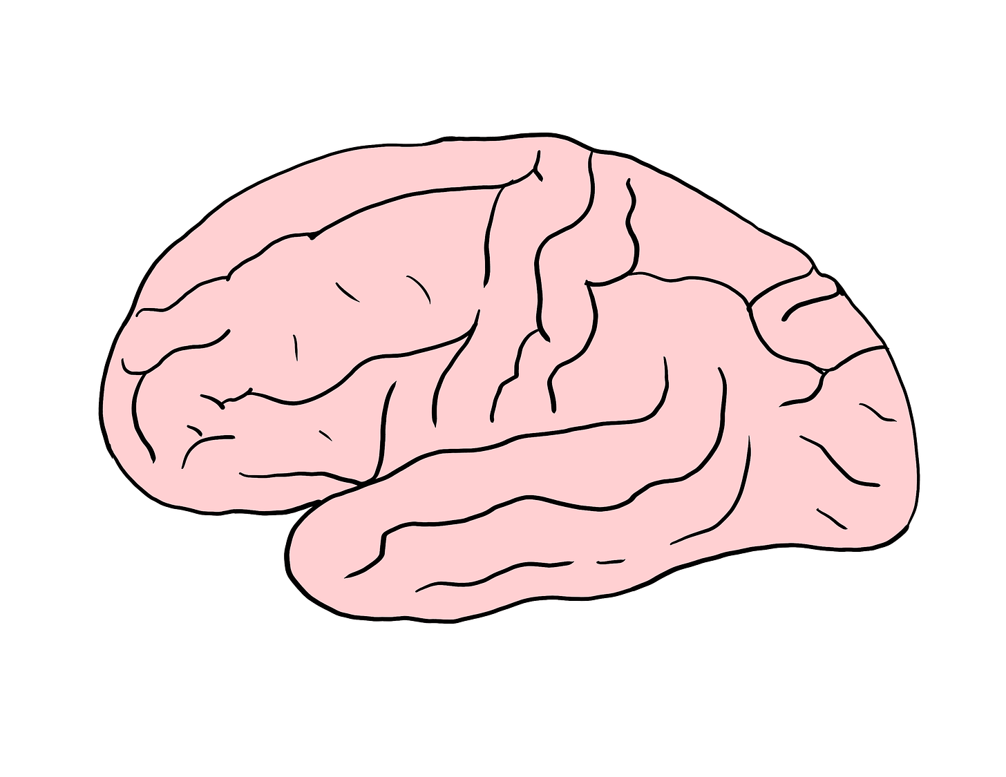 Inside the Brain's Wrinkles: A Guide to he Gyri, Sulci and What Happens ...