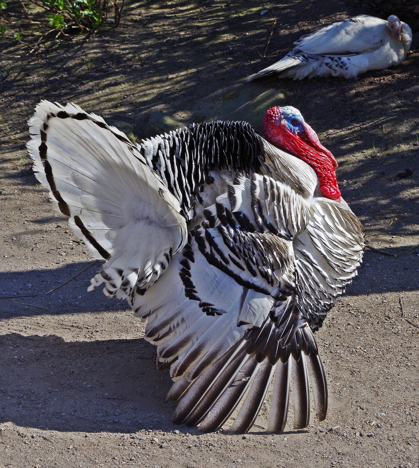Pardon a Turkey: Embracing a Plant-Based Thanksgiving for a ...