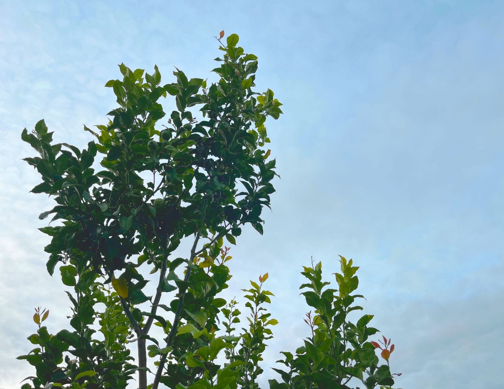 Join Tomatokind's Subscriber Chat! - by Vanessa Li