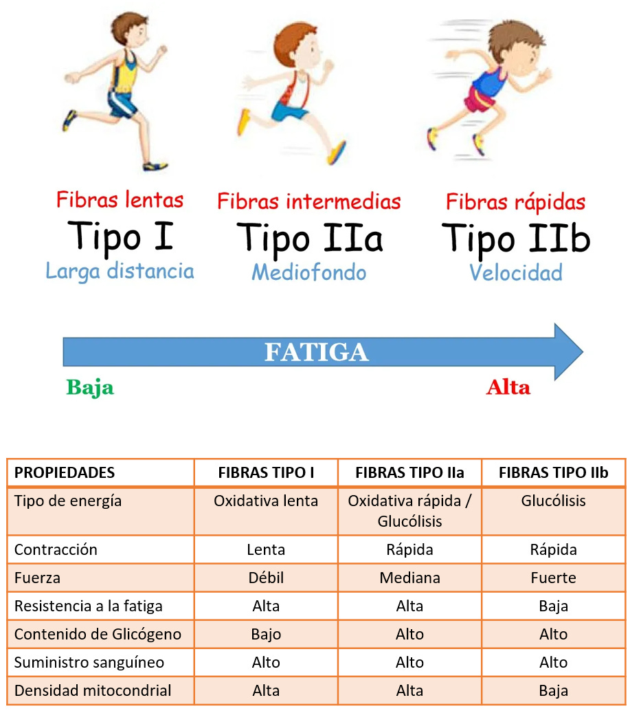 Entrenamiento en Zona 2. Objetivo: la vida | Dr. Oriol Roda