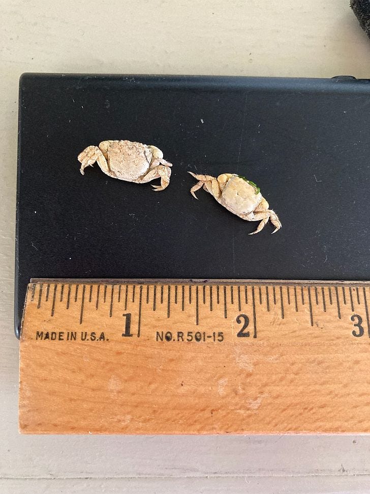 The Crab Conundrum: A Backyard Discovery Deepens Nature Appreciation