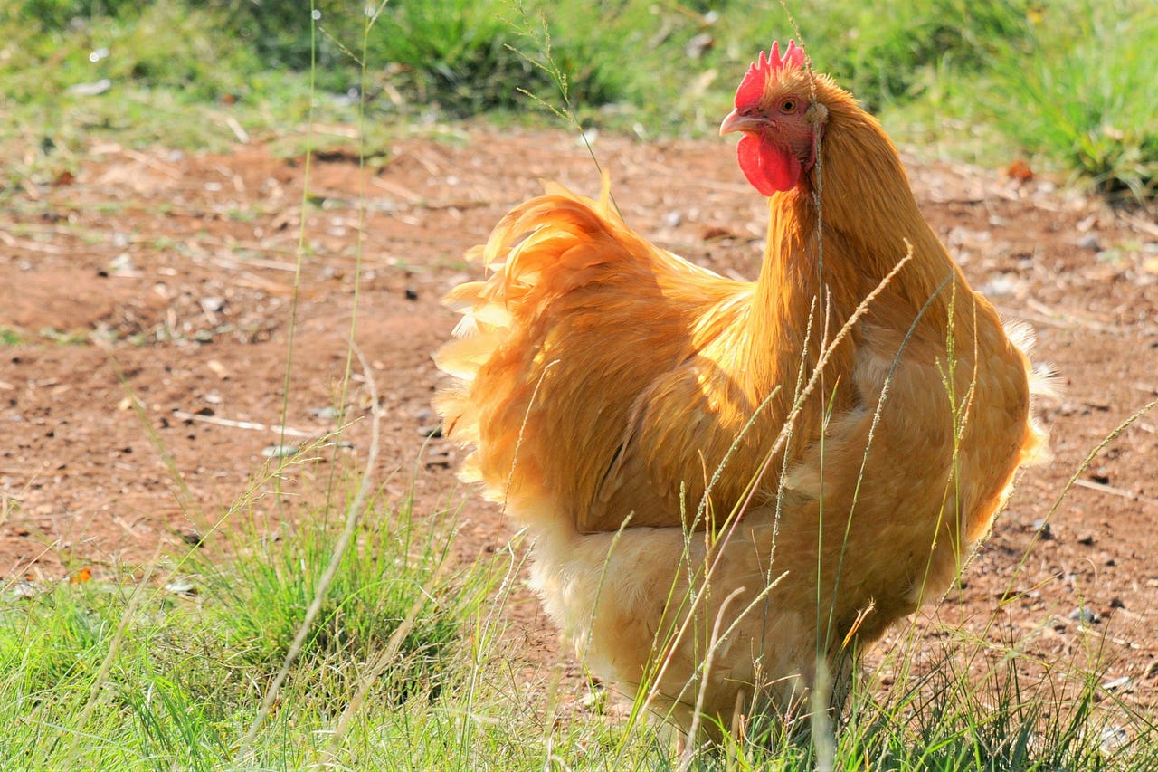 Coming Down to Earth with Barbara Brown Taylor | Substack