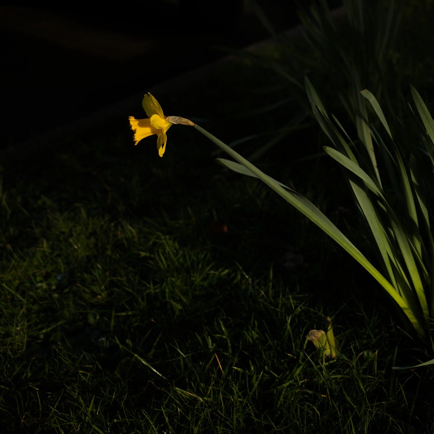 Cennin Pedr: the roots and reach of the wild daffodil