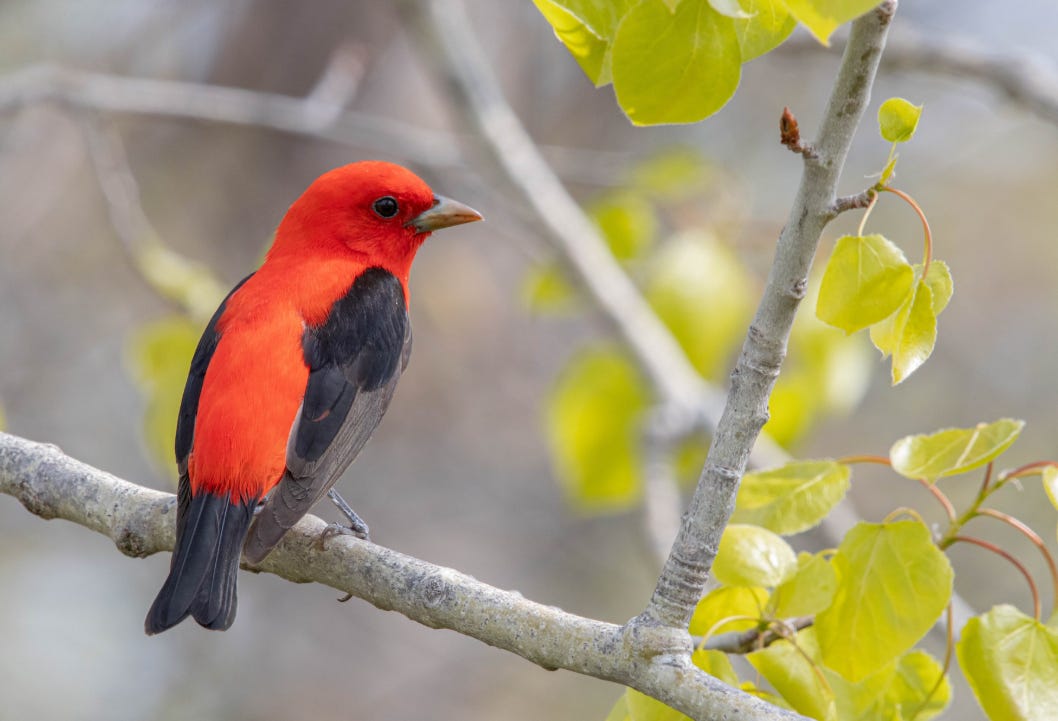 Birding Tip: Learn Your Local Birds - Birding University