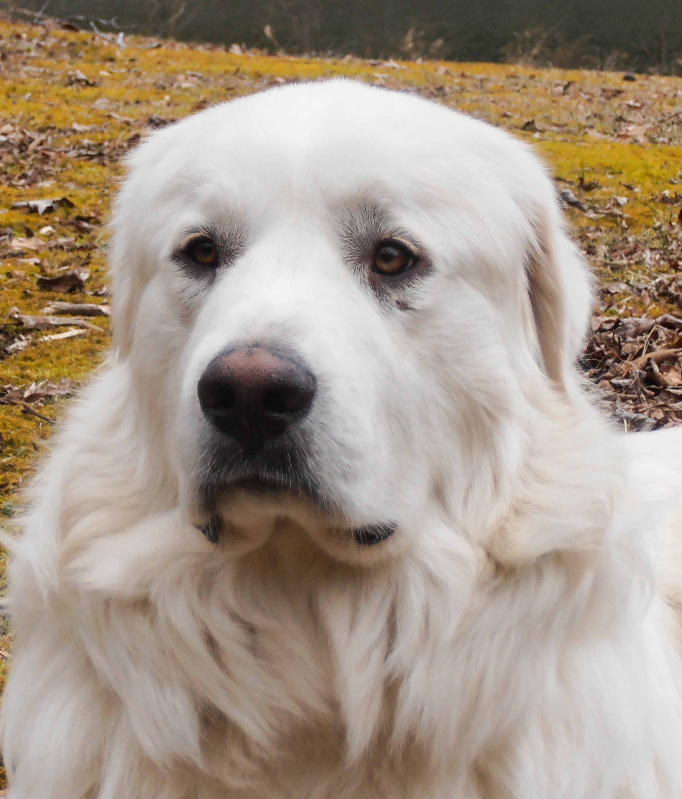 Winter Walk With A Stone Cold Killer