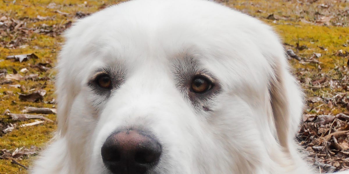 Winter Walk With A Stone Cold Killer