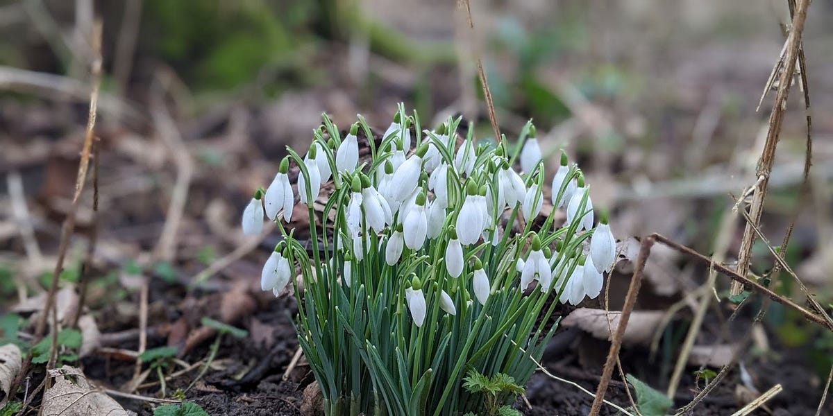 snowdrop month