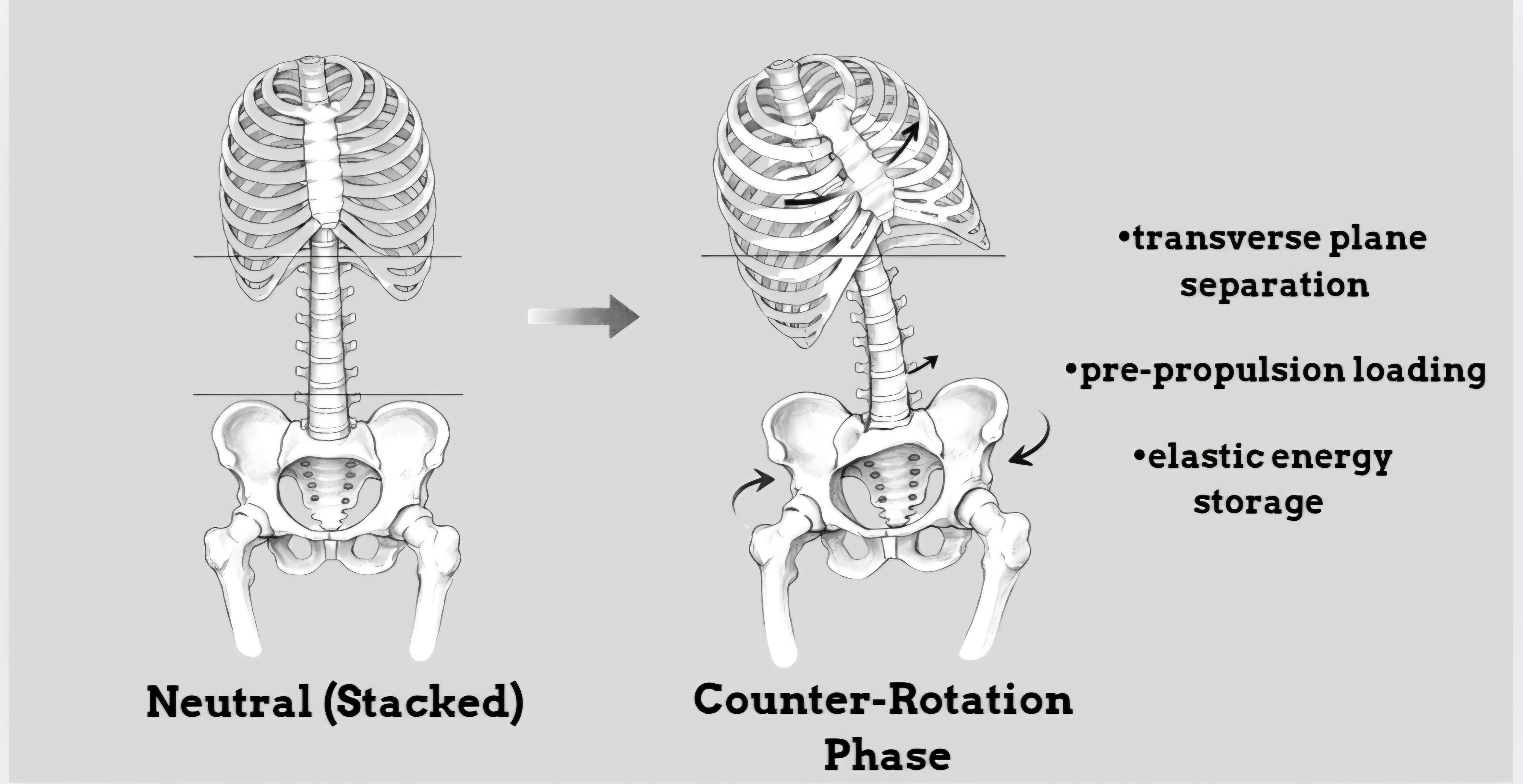 Pelvic Function & Dysfunction - by Brendan During