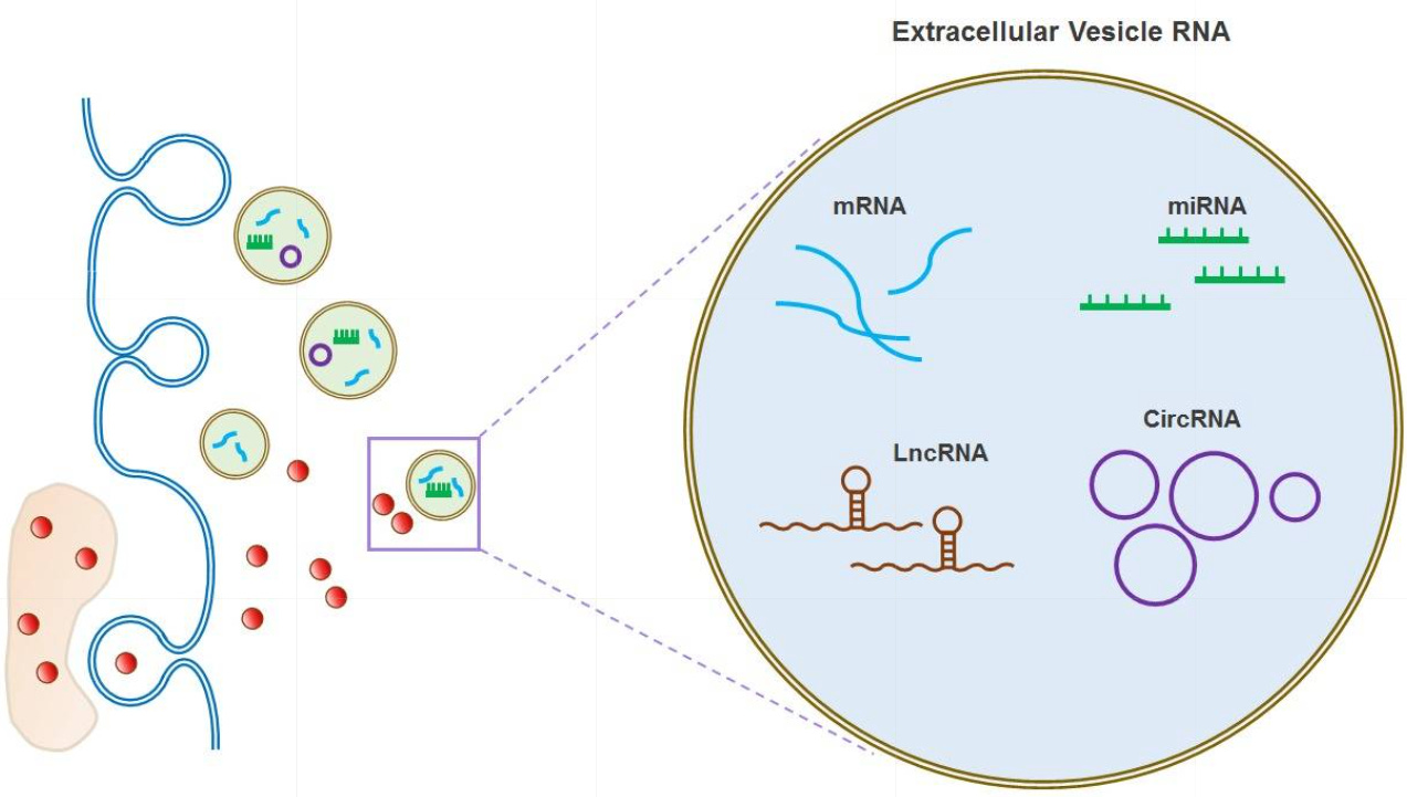 Flu Vaccines Contain RNA That Trigger Positive PCR Test